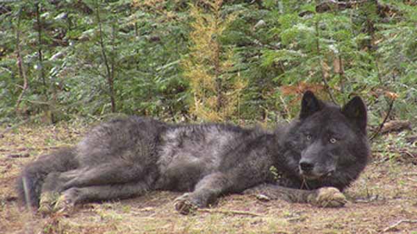 Oregon wolf pack approaches limit for kill order | kgw.com